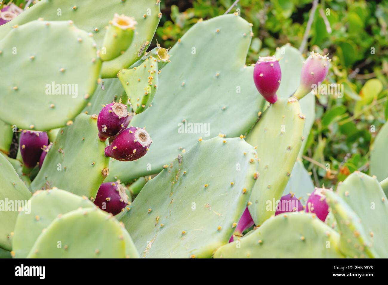 Ripe fruits of the edible prickly pear cactus Stock Photo - Alamy