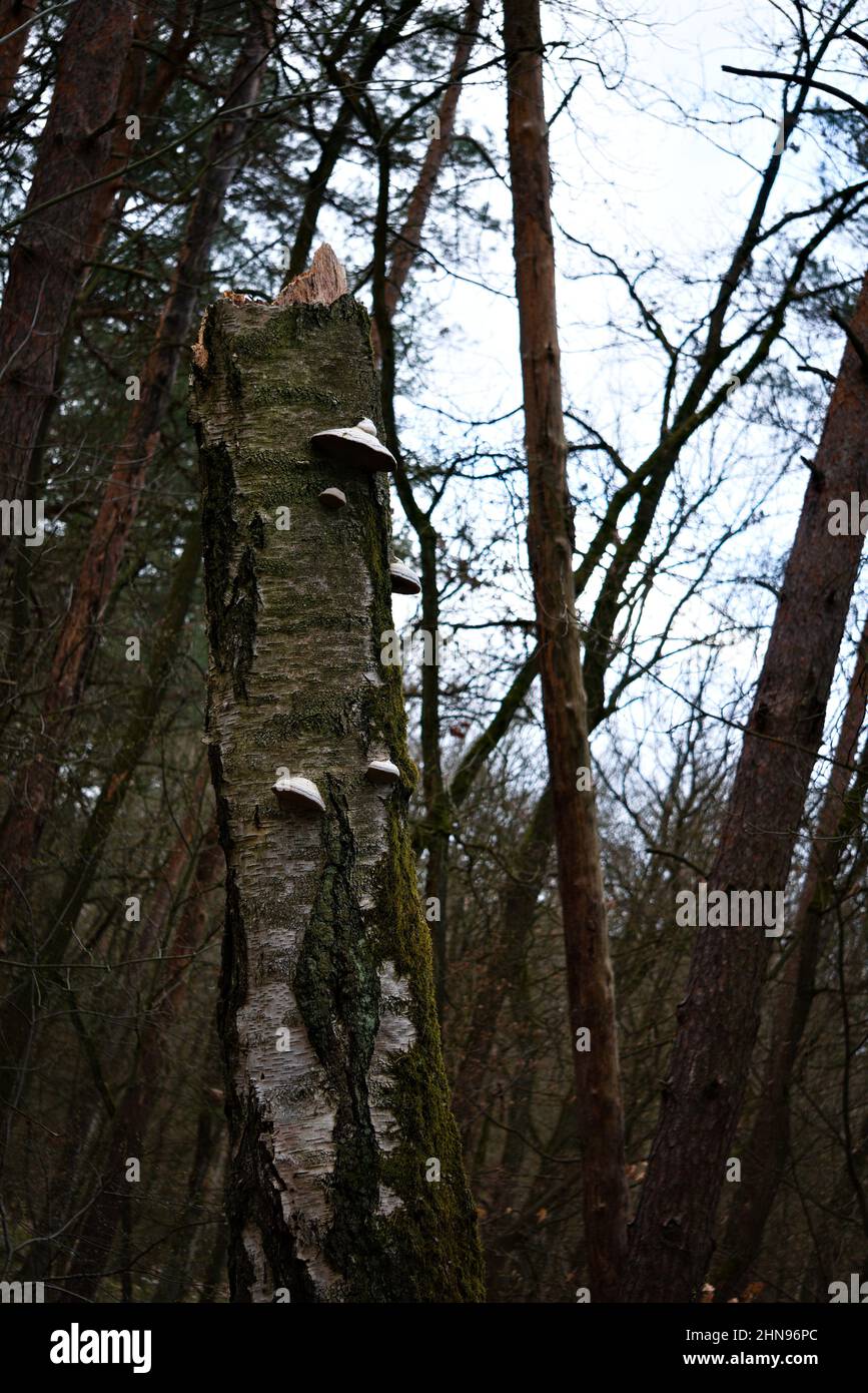 Runk hi-res stock photography and images - Alamy