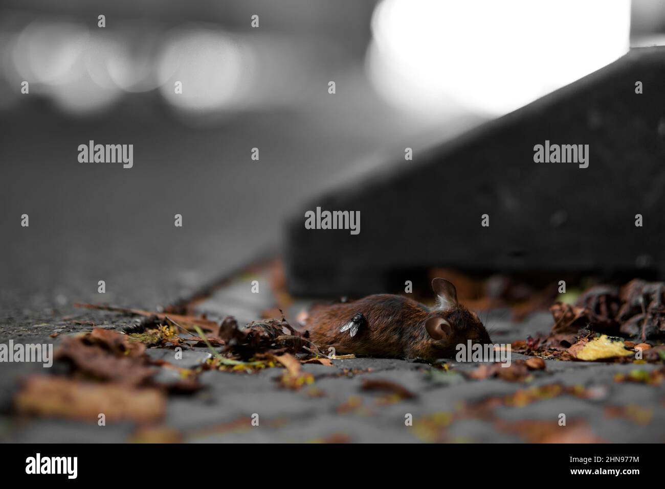 Dead rat hi-res stock photography and images - Alamy