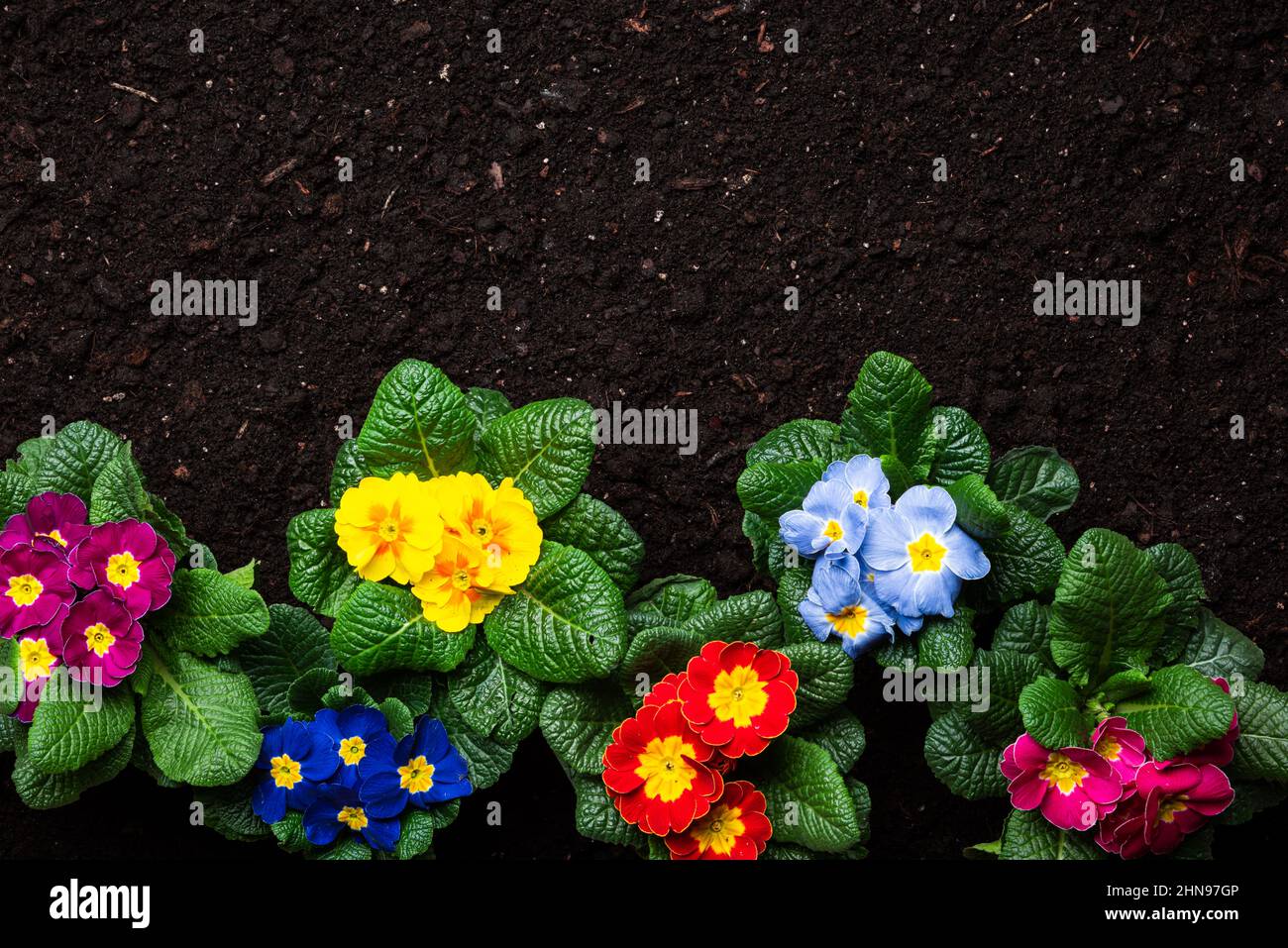 Garden Primula Flowers, top view. Primrose Primula Vulgaris blossom ...