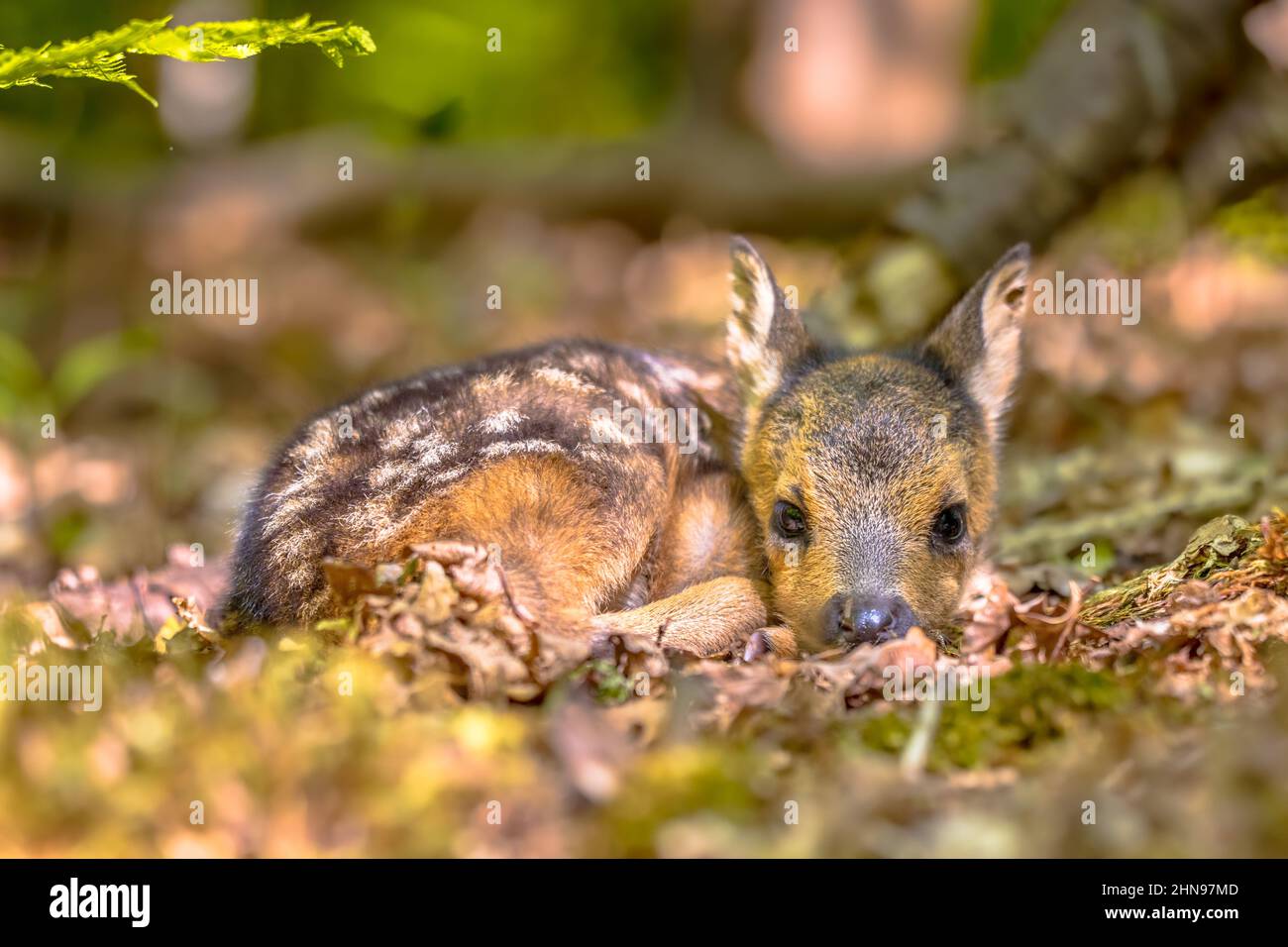 Adorable roe deer fawn (Capreolus capreolus) resting in reliance of ...