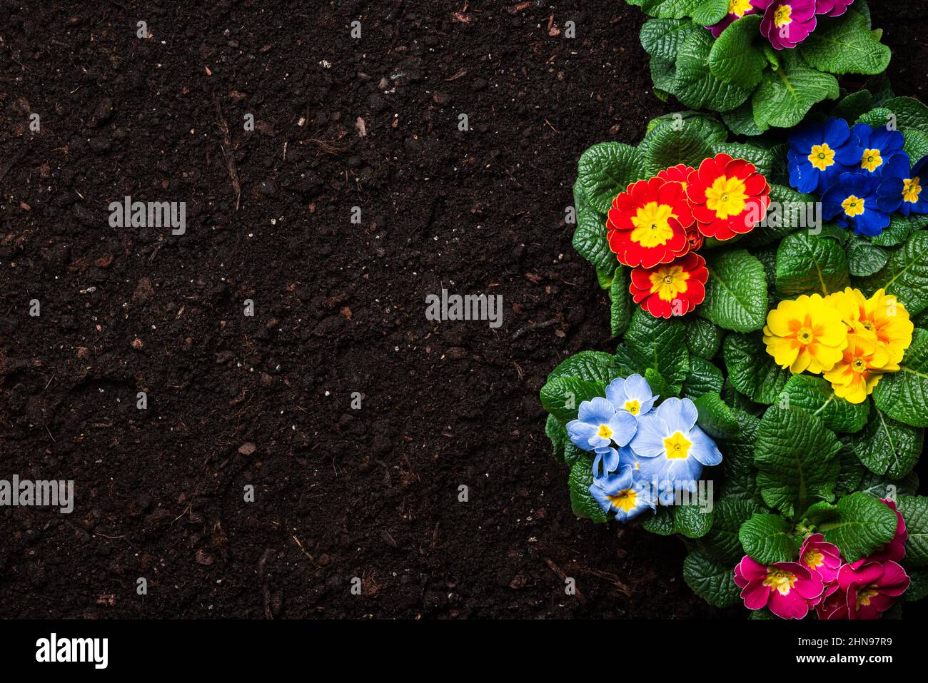 Garden Primula Flowers, top view. Primrose Primula Vulgaris blossom ...