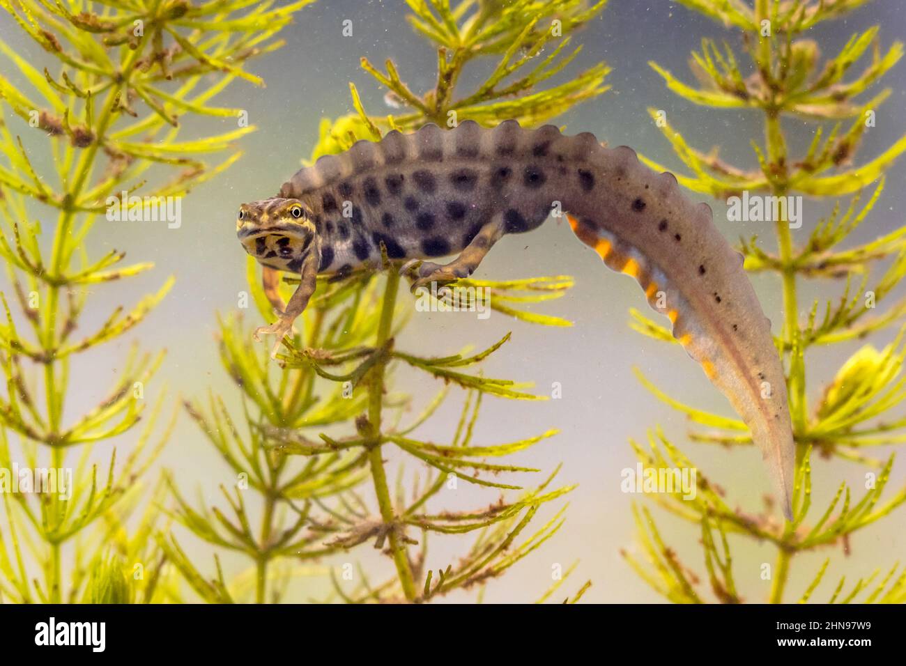 Common newt (Lissotriton vulgaris) male aquatic amphibian swimming in ...