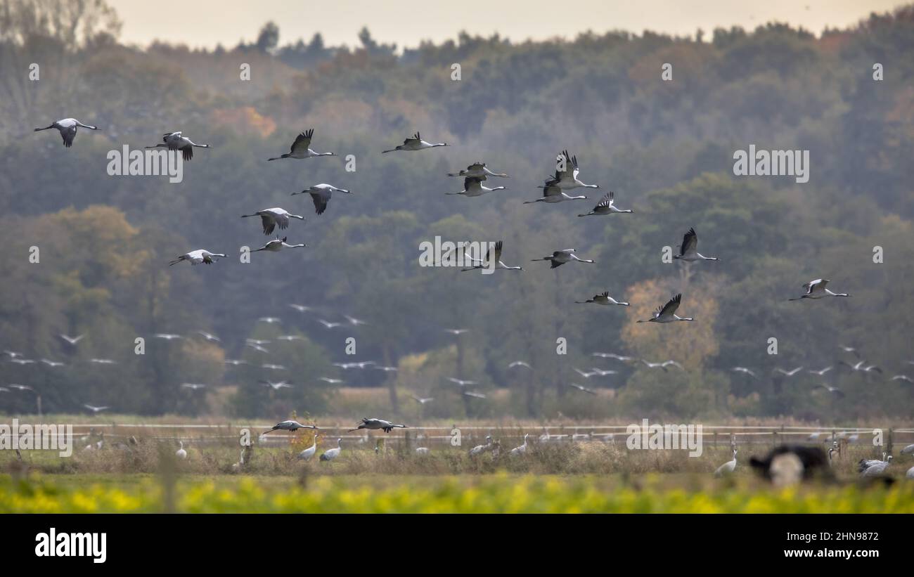 Groups of Common Crane (Grus grus) birds on migration in feeding ...