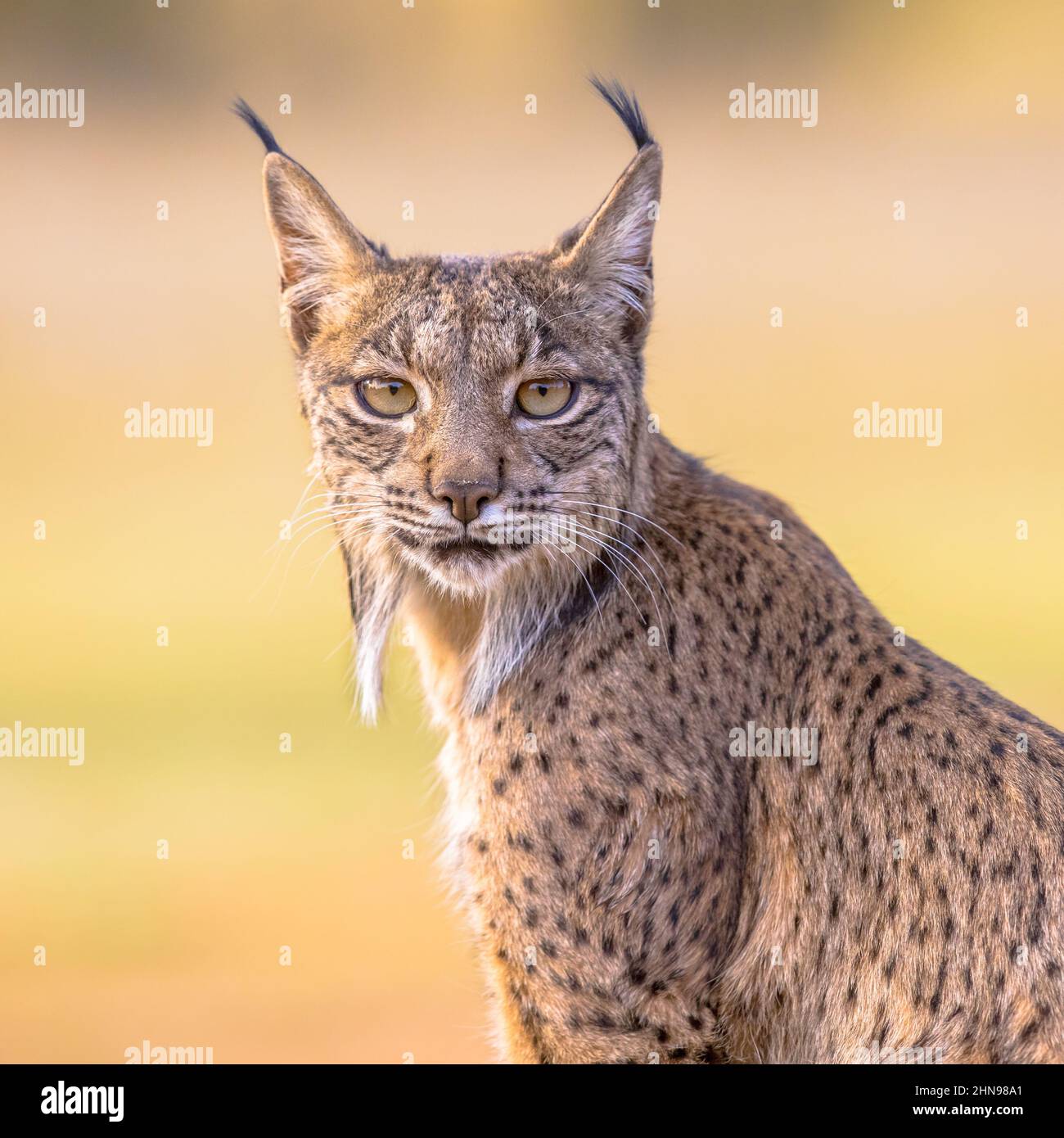 Iberian Lynx (Lynx pardinus) is a Wild Cat Species Endemic to the ...
