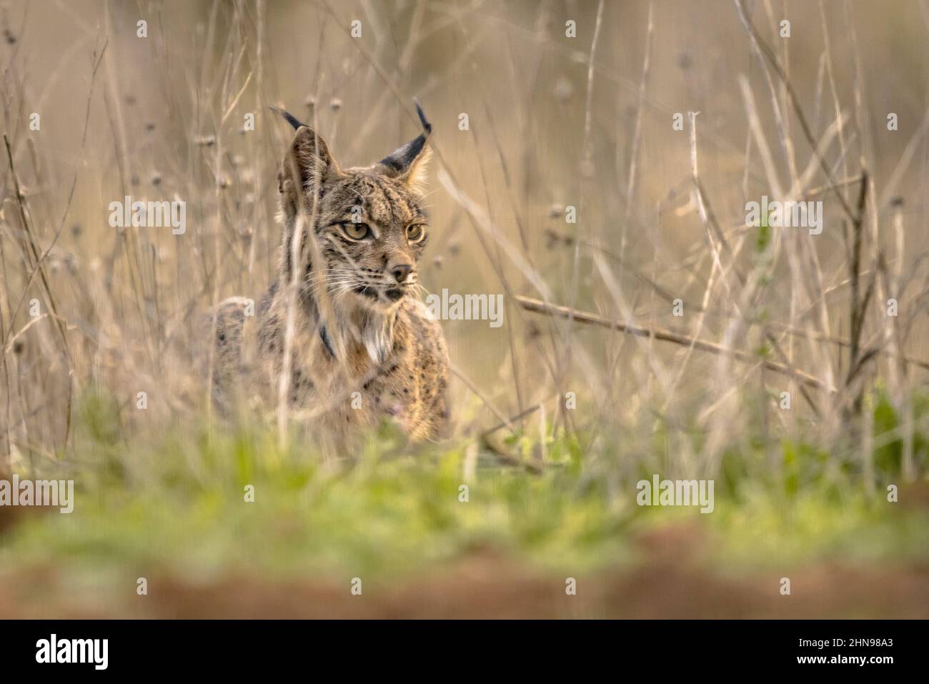 Iberian Lynx (Lynx pardinus) is a Wild Cat Species Endemic to the ...