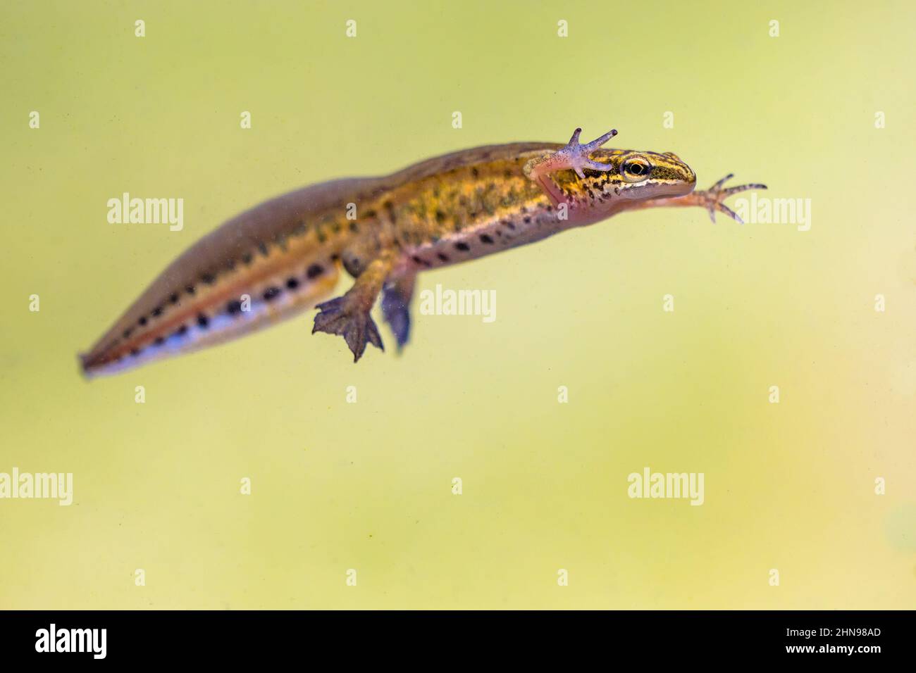 Palmate newt (Lissotriton helveticus) colorful aquatic amphibian male ...