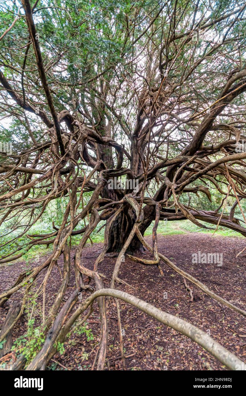 The ancient yew trees of Kingley Vale National Nature Reserve in West ...