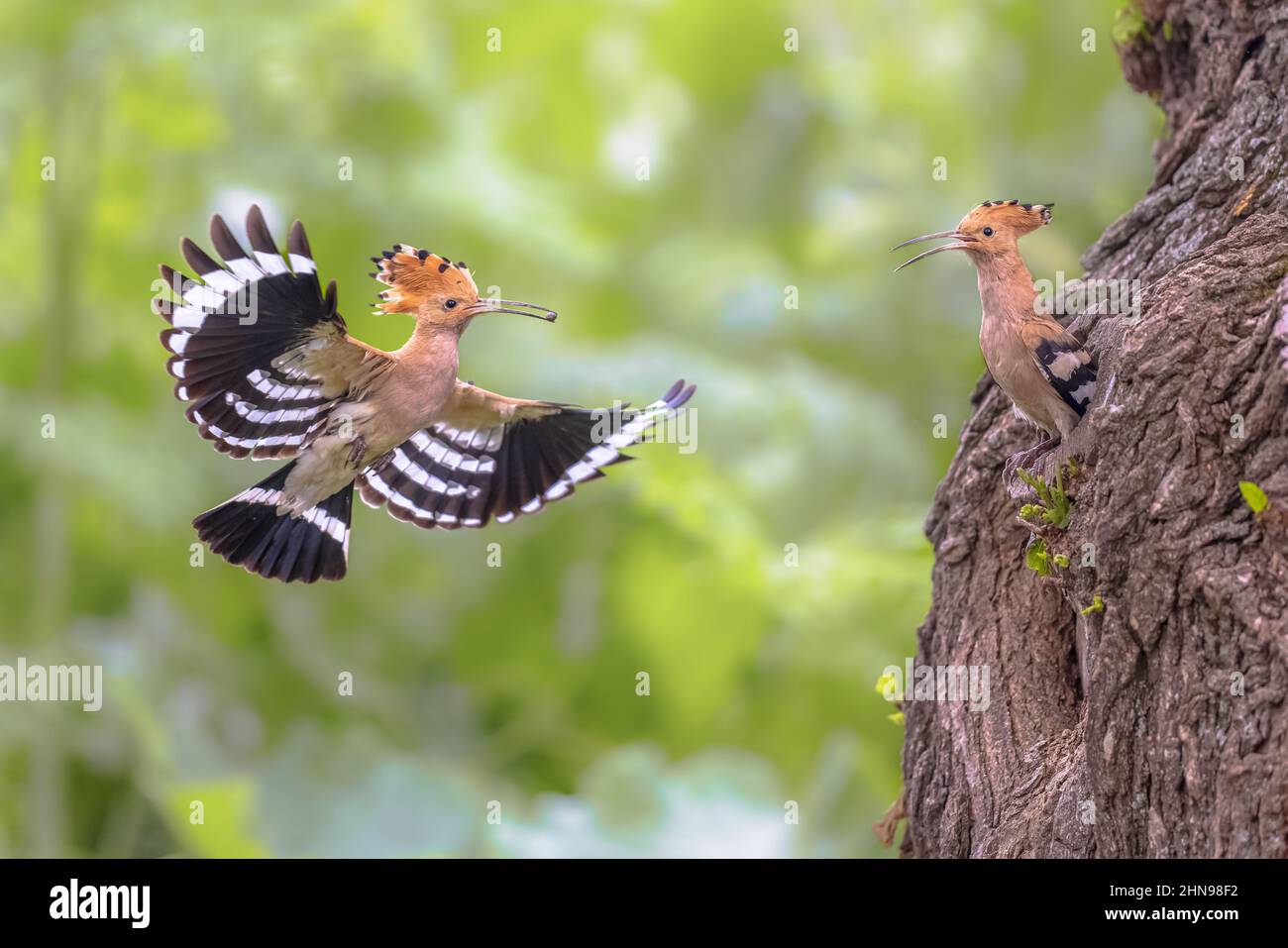 Eurasian hoopoe (Upupa epops) is the most widespread species of the ...