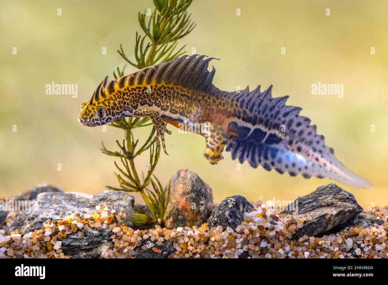 Southern banded newt (Ommatotriton vittatus) male aquatic amphibian ...