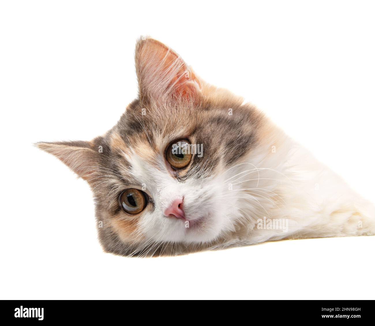 Bright longhair fluffy multicolor cat portrait isolated on the white ...