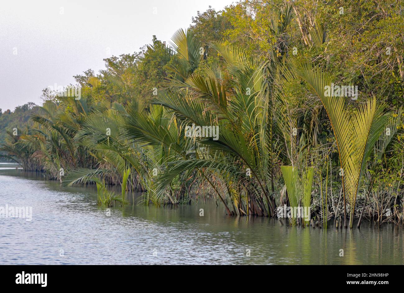 Typical nipa palm (Nipa fruticans).this photo was taken from Sundarbans ...