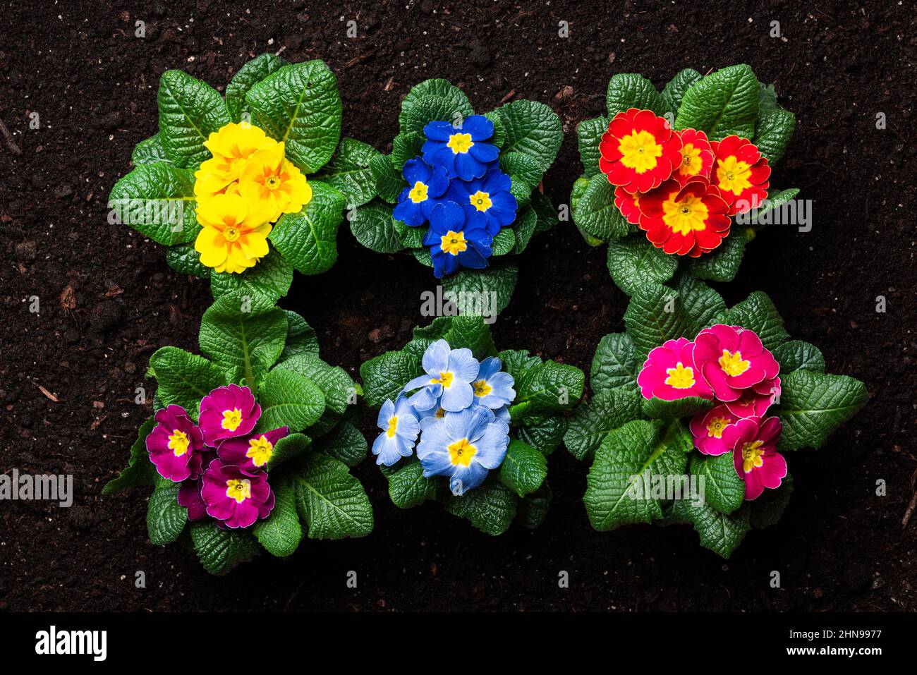 Garden Primula Flowers, top view. Primrose Primula Vulgaris blossom ...
