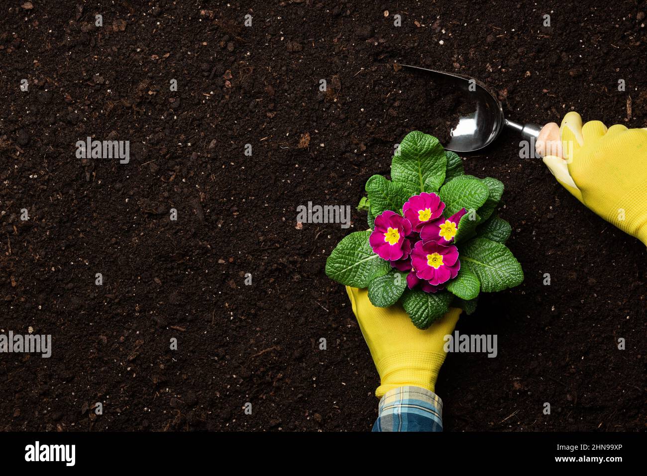Home gardening. Planting Primula flowers. Garden background copy space ...
