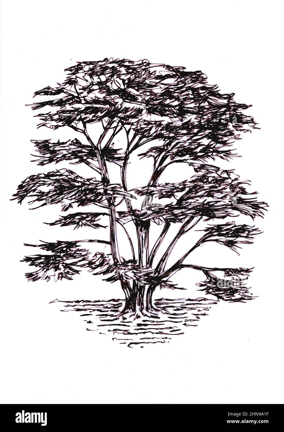 Sketch of a cedar tree on a white background Stock Photo - Alamy