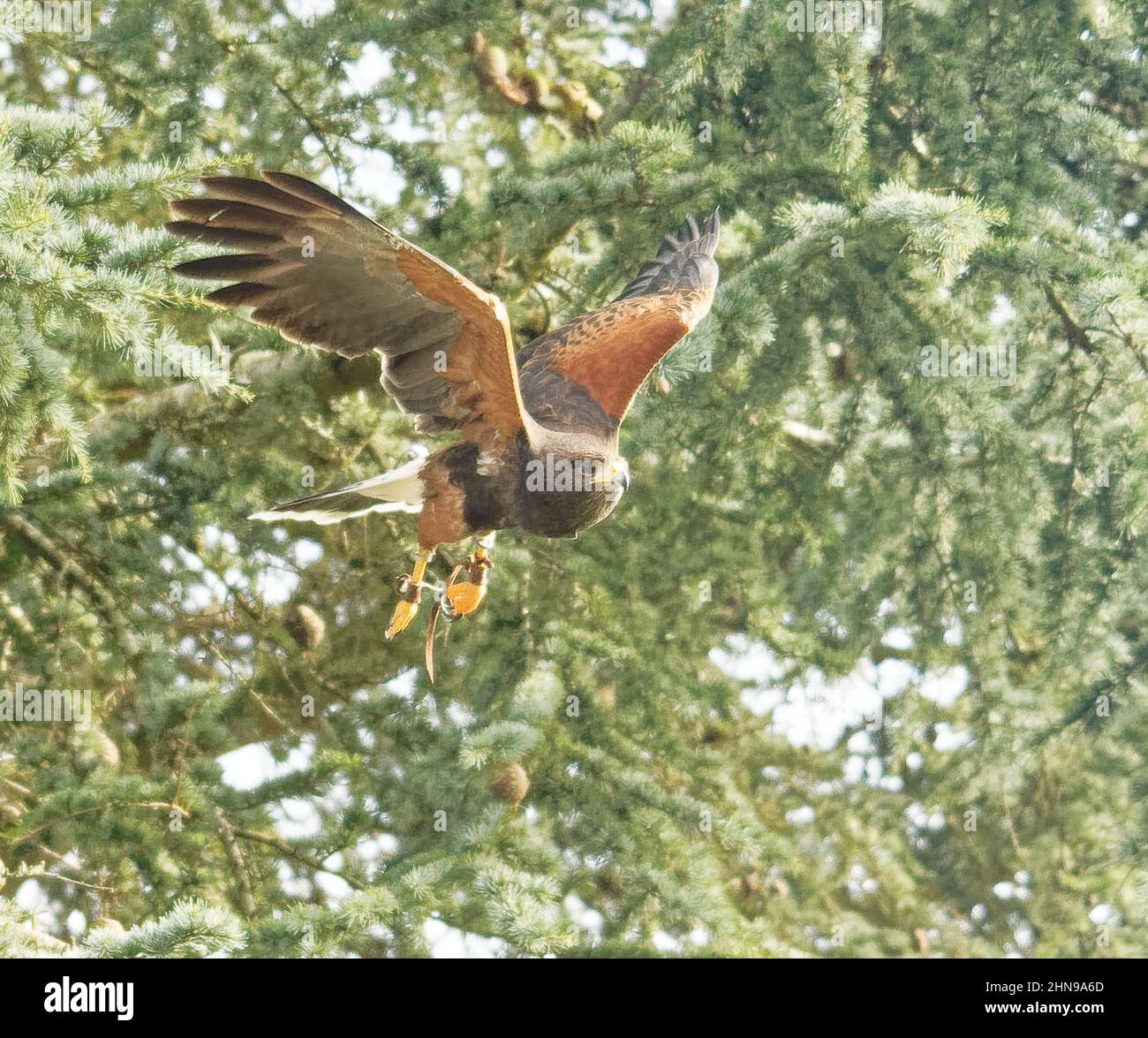 Harris hawk in flight Stock Photo - Alamy