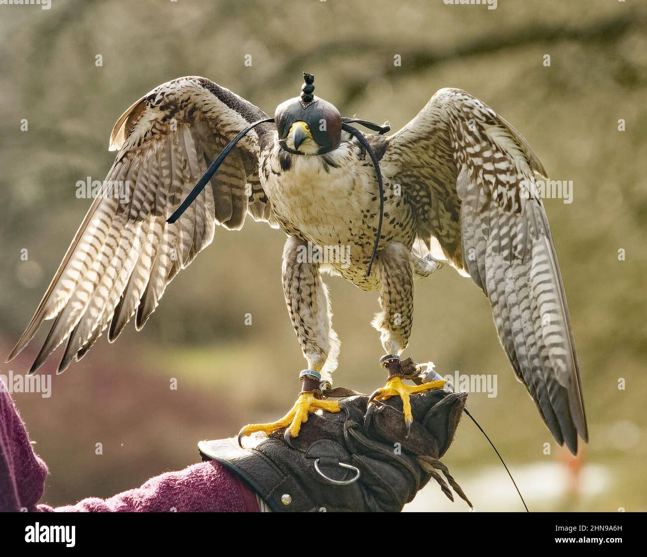 Peregrine Falcon about to hunt Stock Photo - Alamy