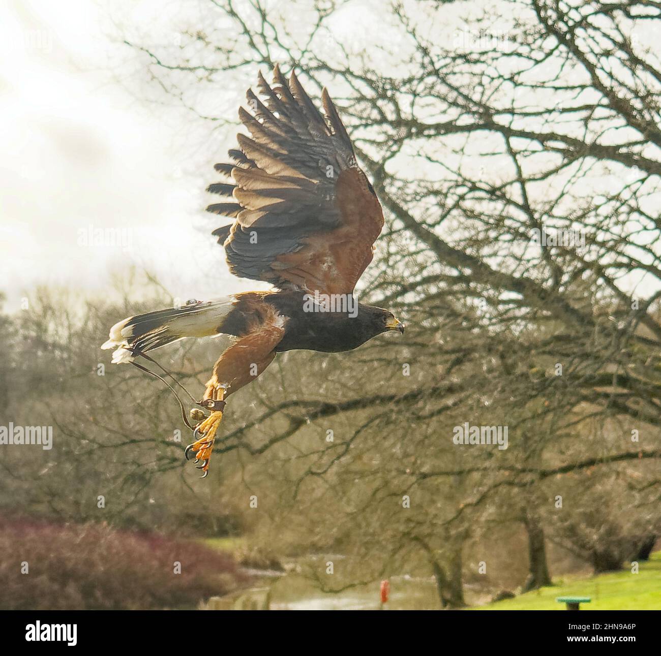Harris hawk in-flight Stock Photo - Alamy