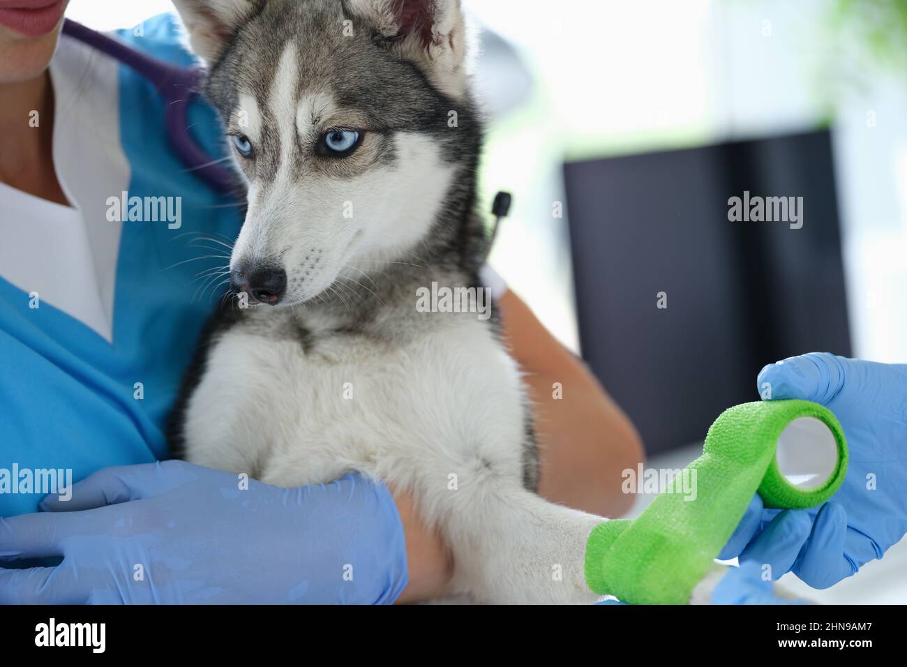 A nurse in a vet clinic holds a husky puppy with an injured paw Stock ...