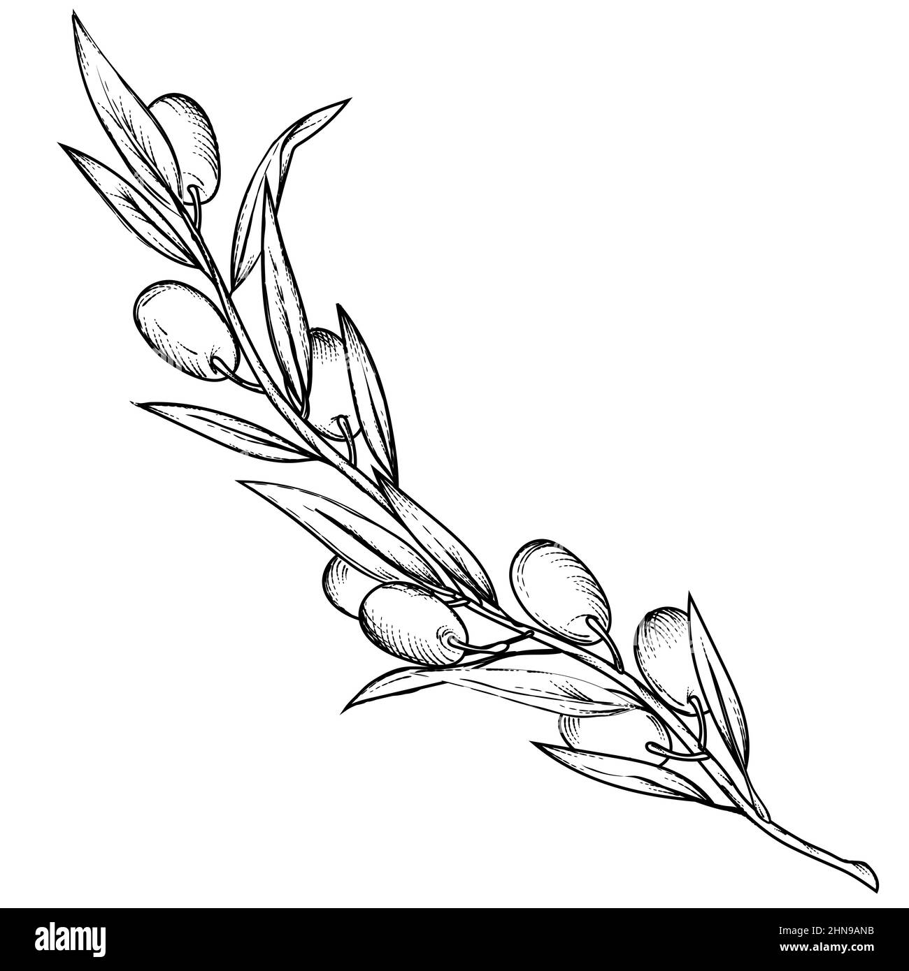 Olive tree branch engraving hand drawn style vector illustration ...