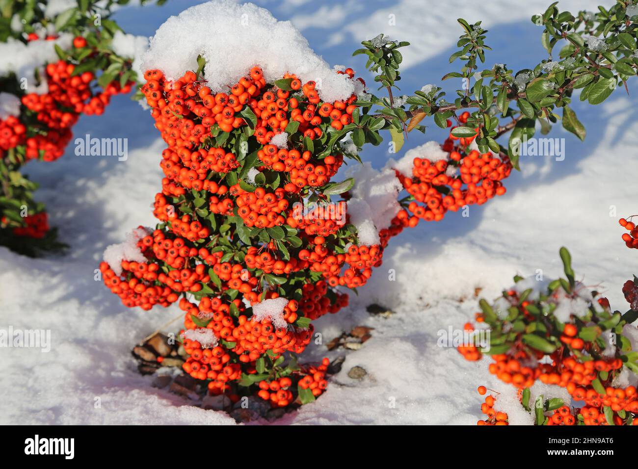 Firethorn hi-res stock photography and images - Alamy