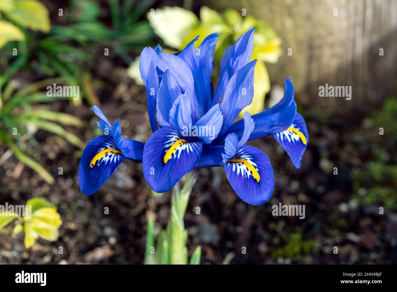 Iris Reticulata 'Harmony' a spring winter bulbous flowering plant with ...