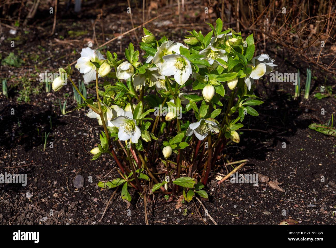 Hellebore january flowering hi-res stock photography and images - Alamy