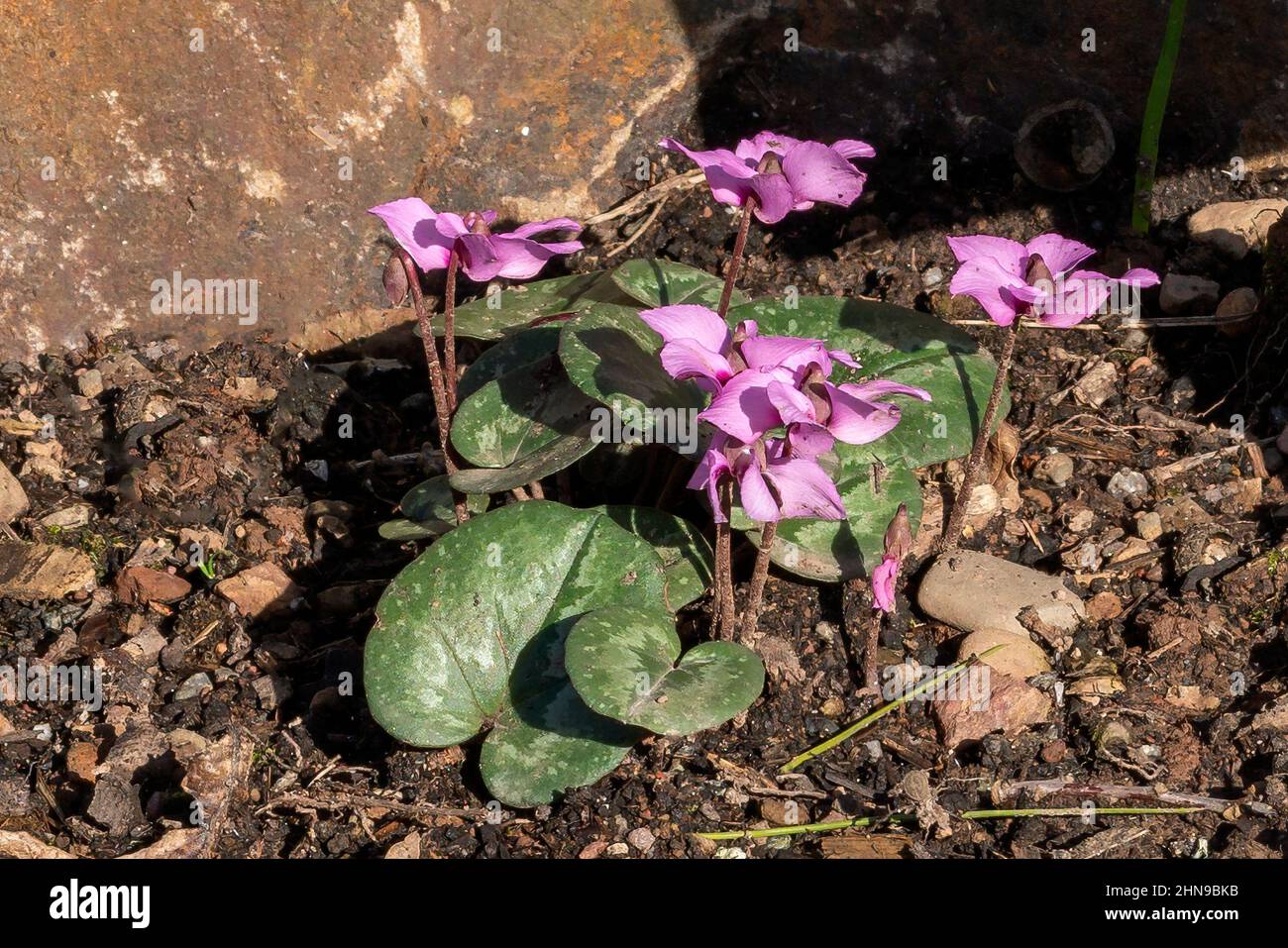 Cyclamen alpinum a winter spring flowering plant with a purple pink ...