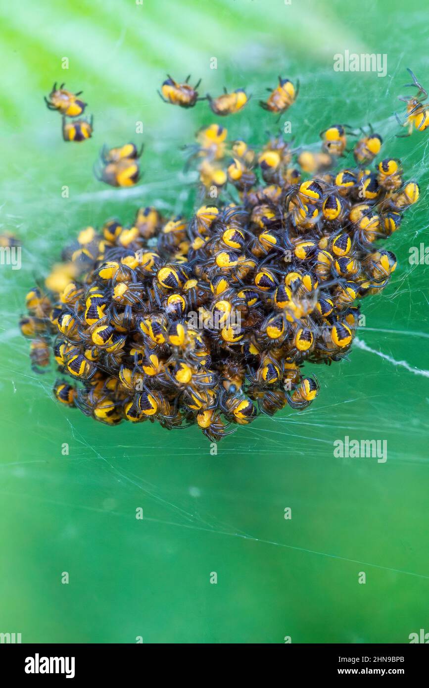 Baby spiderlings of the Cross Orb Weaver spider (araneus diadematus) or ...