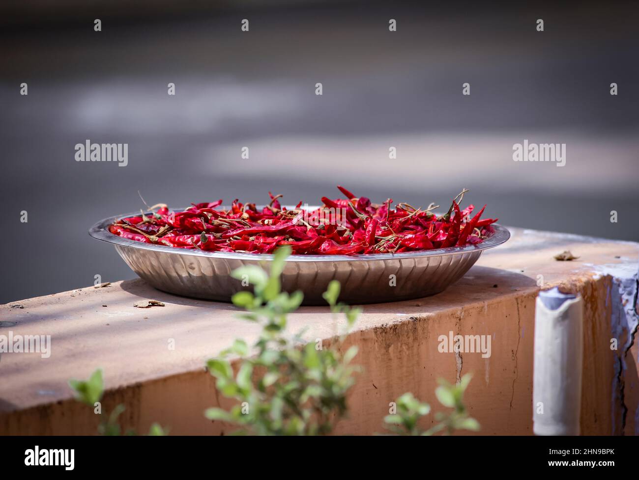 Red chilli being sun dried which is commonly used in Indian cooking ...