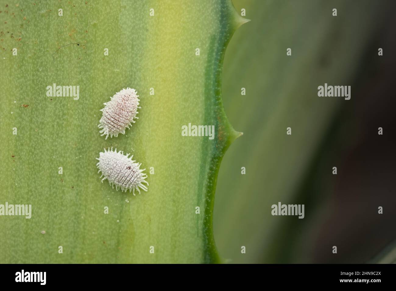 Mealy bugs on plant leaf. These bugs also known as scales are important ...