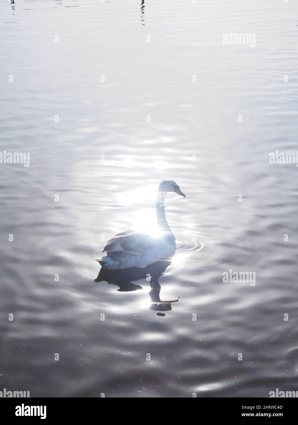 Sunlight reflecting on sparkling lake hi-res stock photography and ...