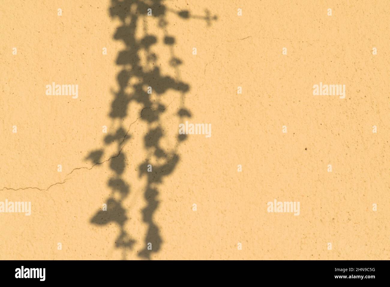 Vine shadow and sunlight on the textured wall during evening time with ...