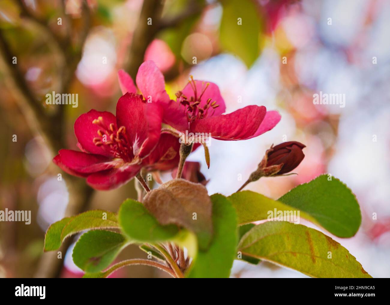 Pink crab apple blossoms hi-res stock photography and images - Alamy