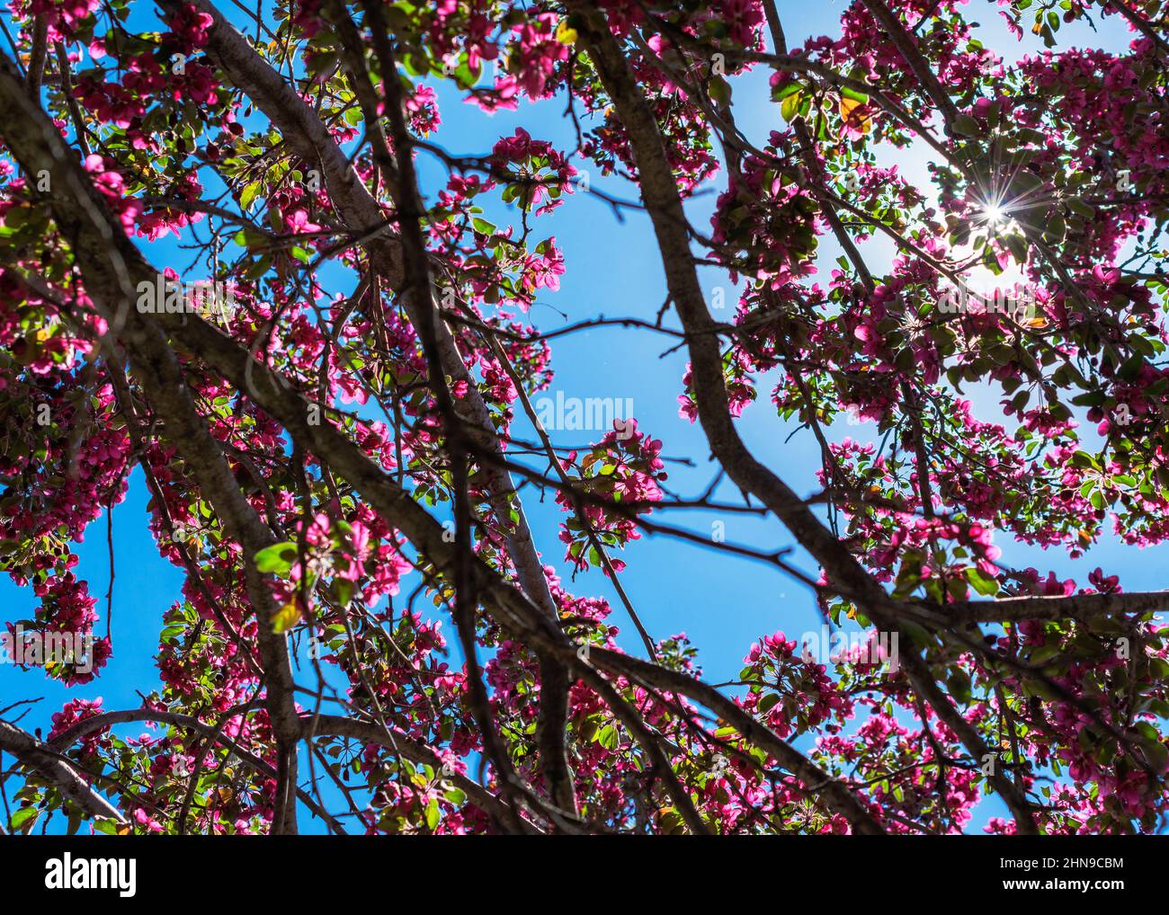 Canopy apple tree hi-res stock photography and images - Alamy
