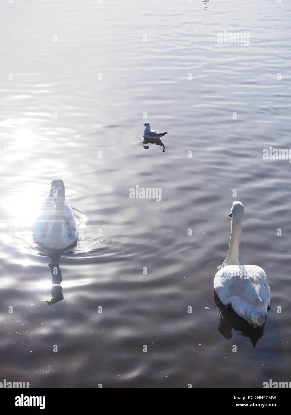Swan sparkle hi-res stock photography and images - Alamy