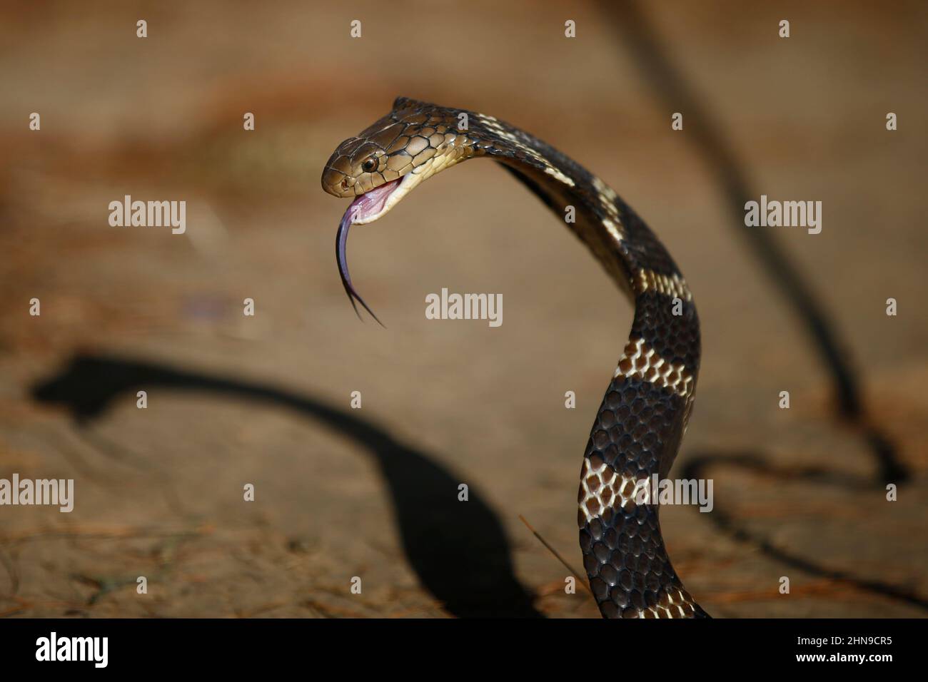 February 15, 2022, Kathmandu, Nepal: Snake rescuer Subodh Raj Acharya ...