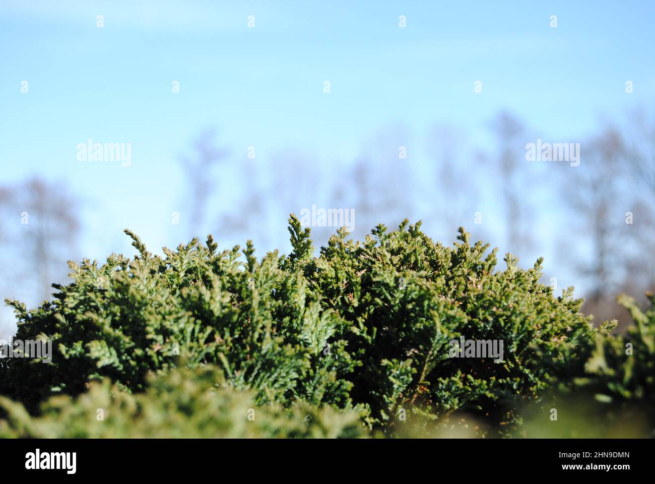 green bush in the sun Stock Photo - Alamy
