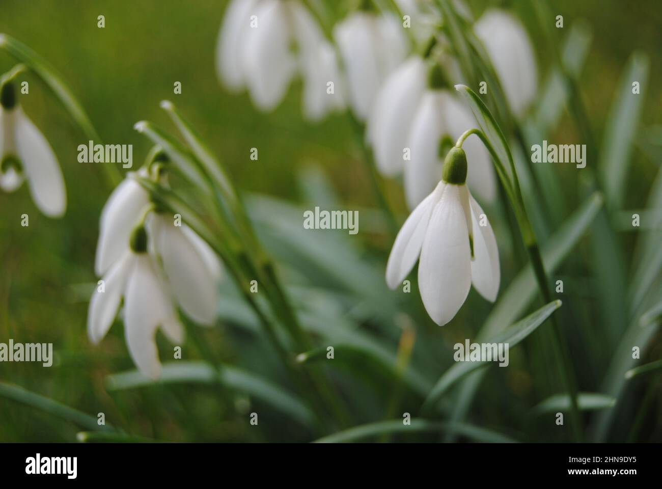 snowdrops in february Stock Photo - Alamy