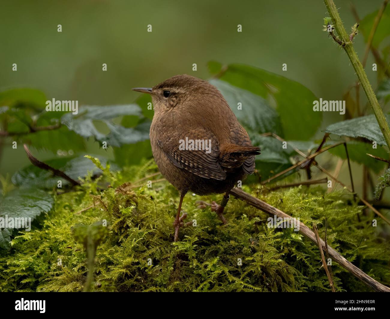 Wren (Troglodytes troglodytes Stock Photo - Alamy
