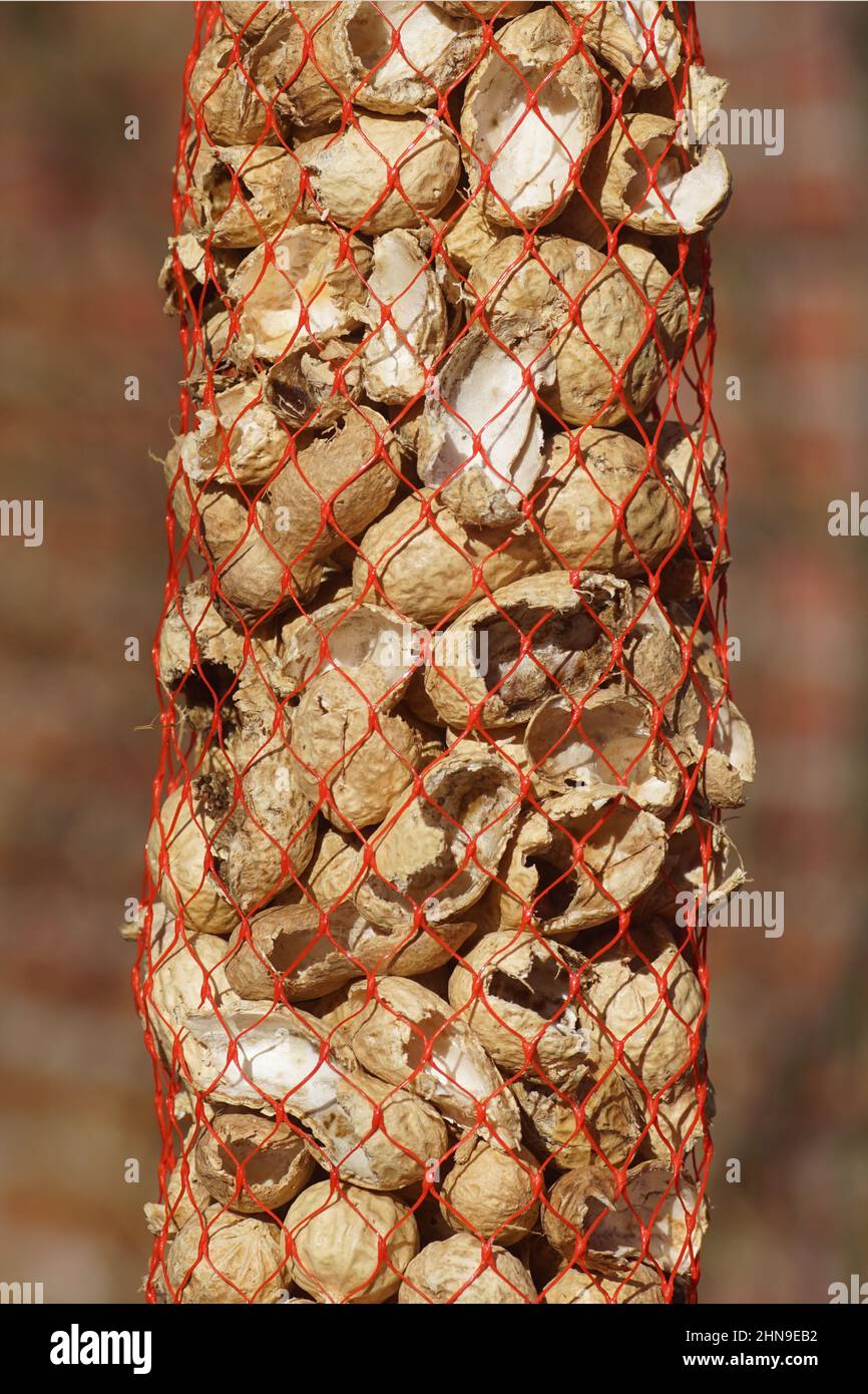 Empty peanuts hi-res stock photography and images - Alamy