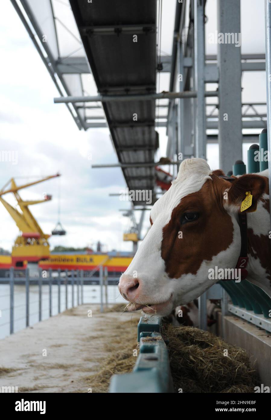 Floating farm rotterdam hi-res stock photography and images - Alamy