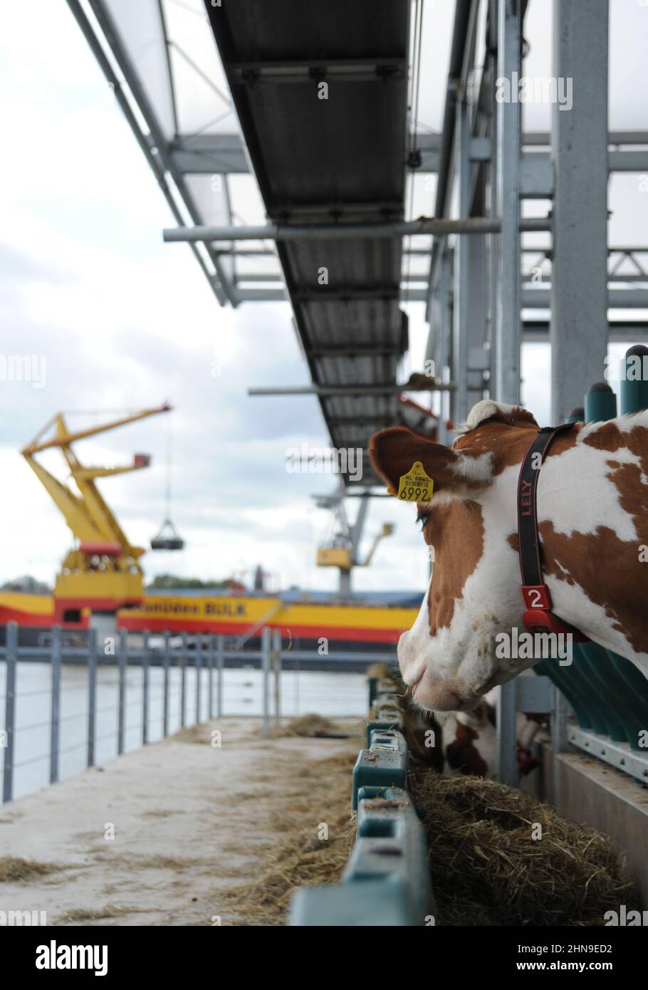 Floating farm rotterdam hi-res stock photography and images - Alamy