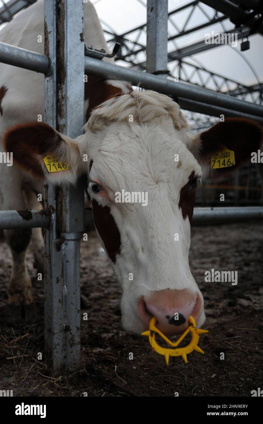 Floating farm rotterdam hi-res stock photography and images - Alamy