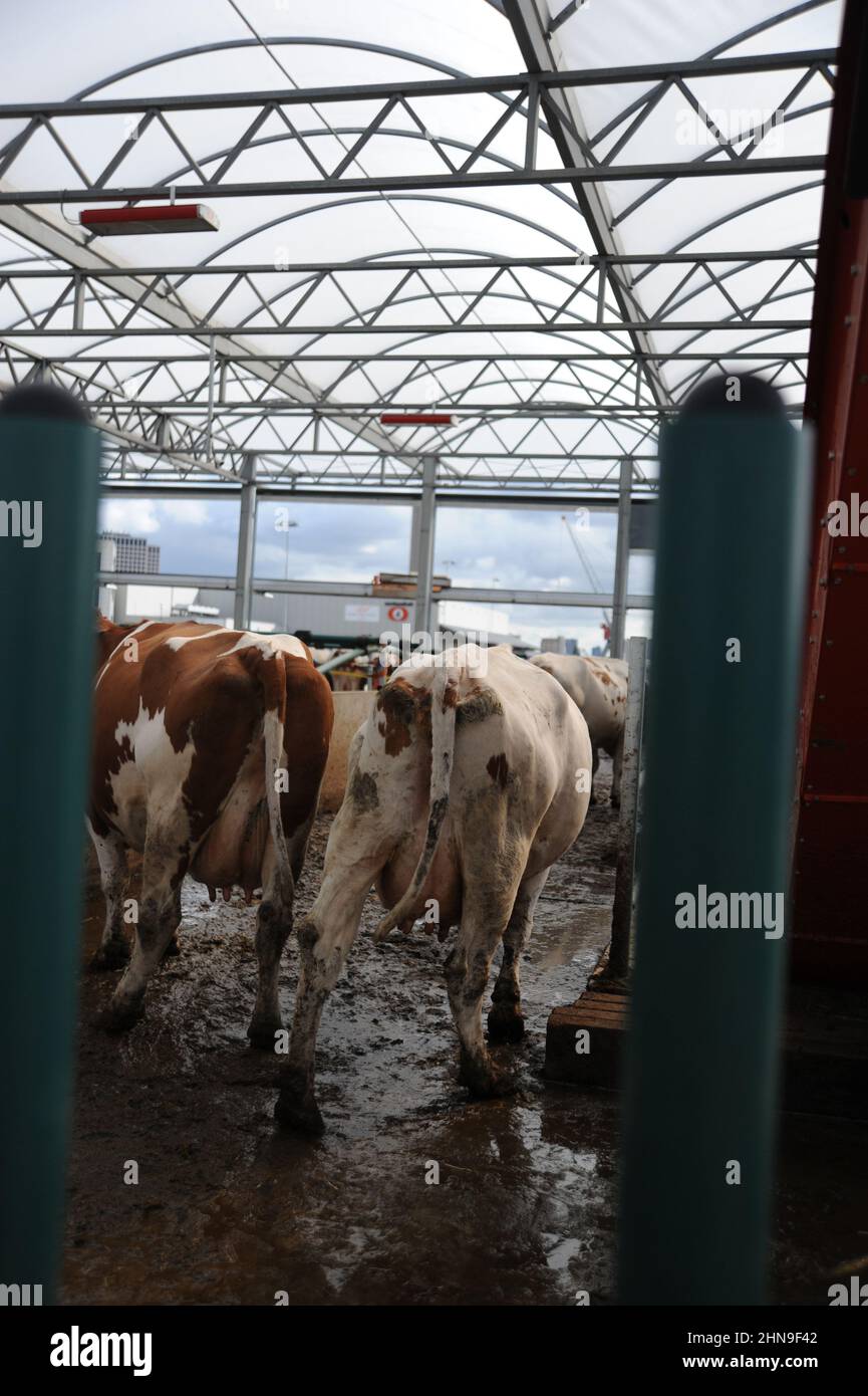 Floating farm rotterdam hi-res stock photography and images - Alamy