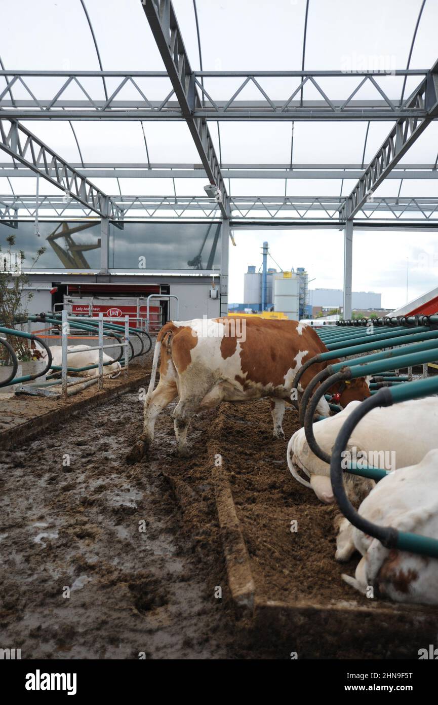 Floating farm rotterdam hi-res stock photography and images - Alamy