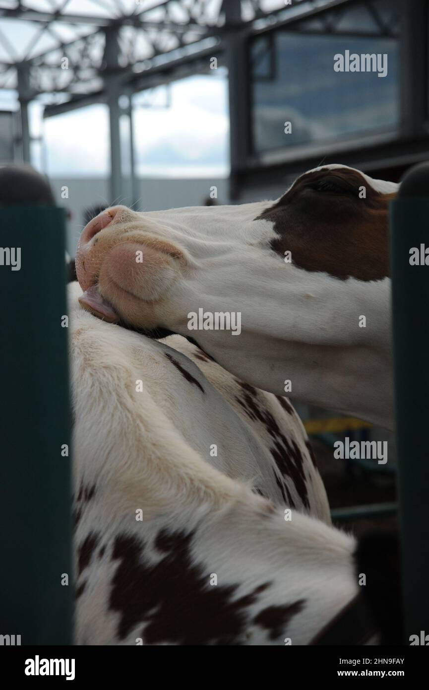 Floating farm rotterdam hi-res stock photography and images - Alamy