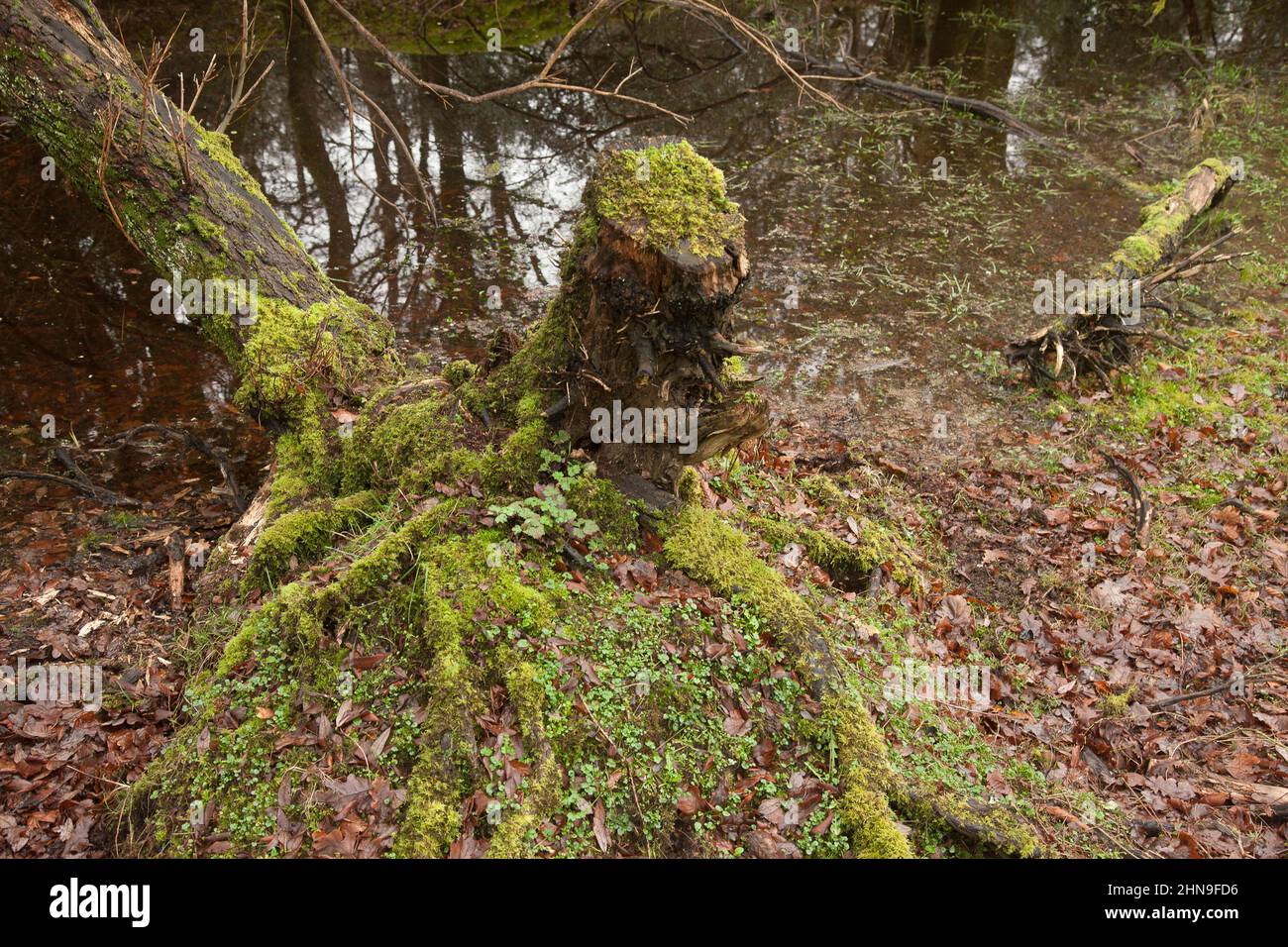 New Forest Hampshire England UK Europe Stock Photo - Alamy