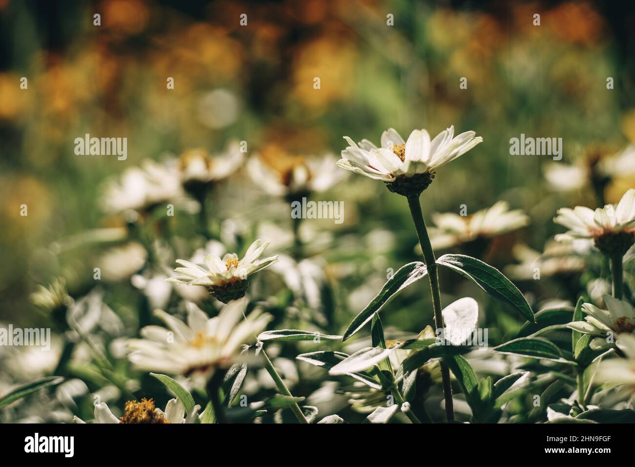 Flowers front view, beautiful festive natural background. For mothers ...