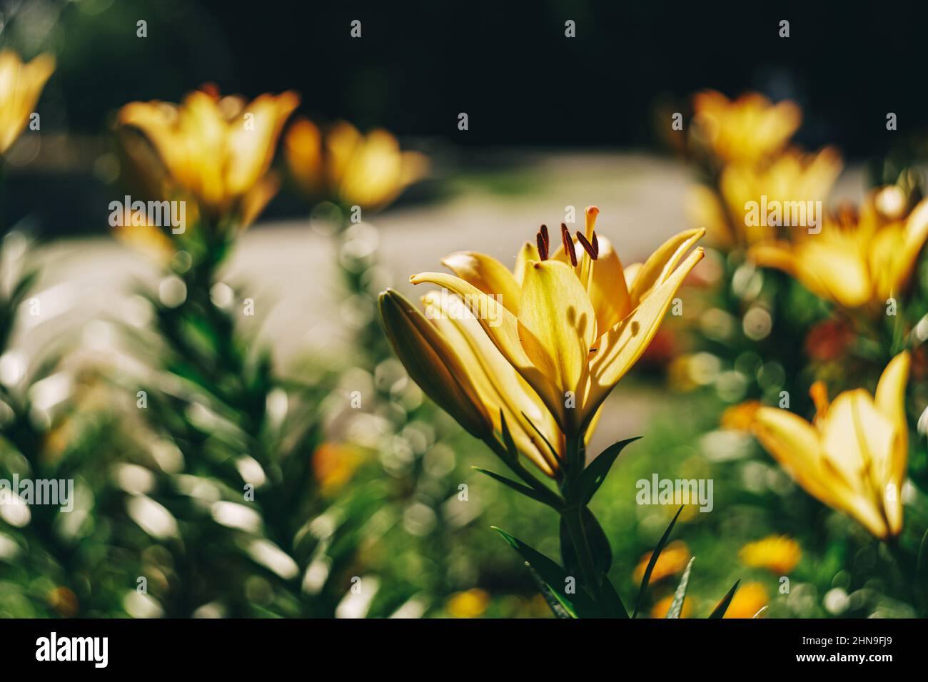 Flowers front view, beautiful festive natural background. For mothers ...